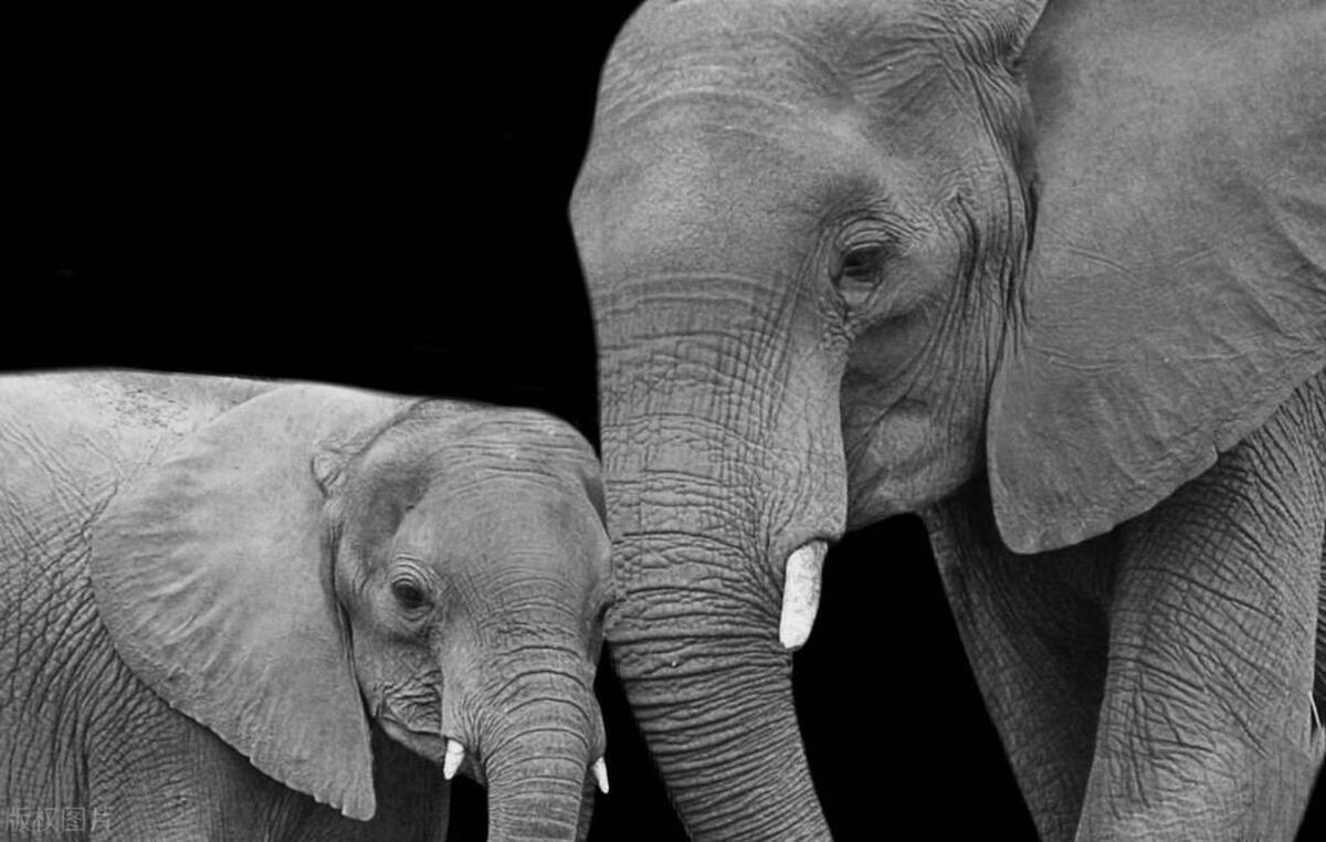 Mother Elephant's Selfless Dedication: In order to save the baby ...