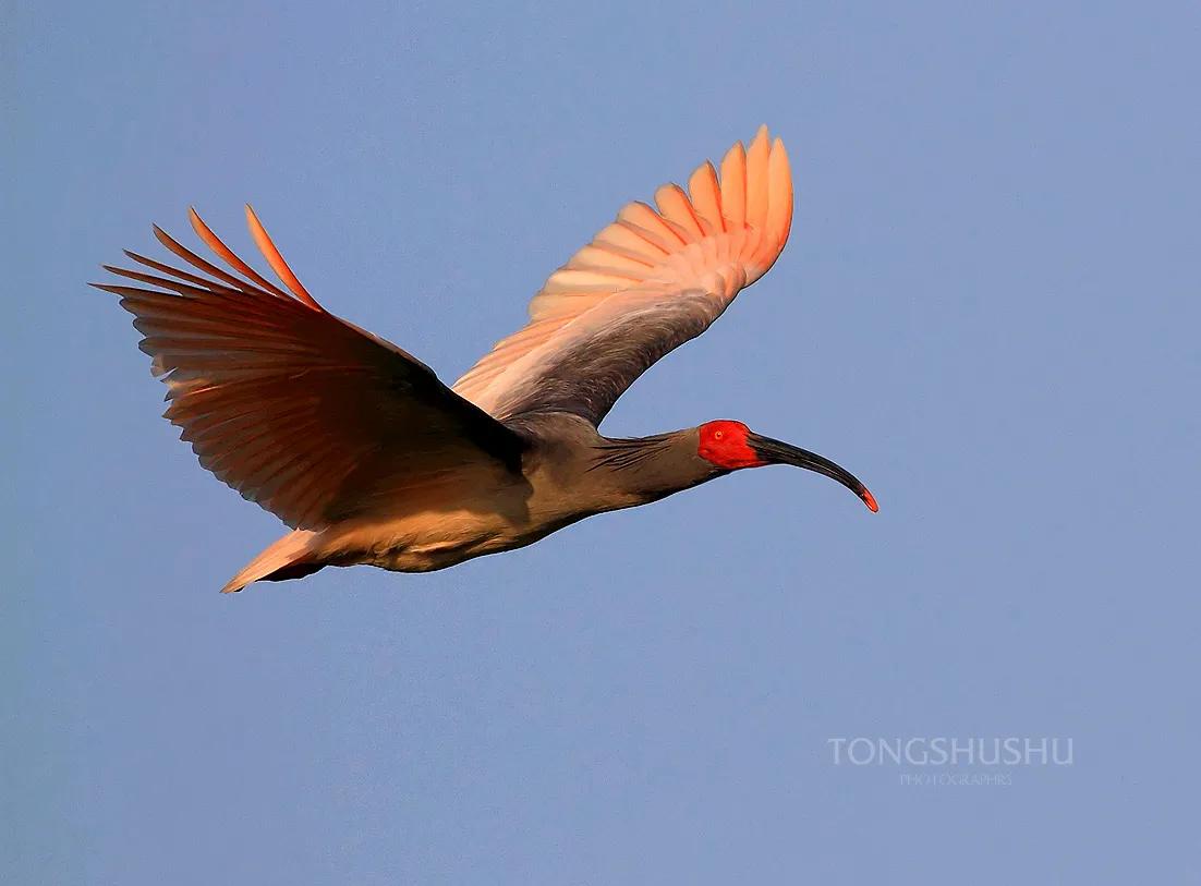 The crested ibis is an oriental jewel and an auspicious bird - iMedia