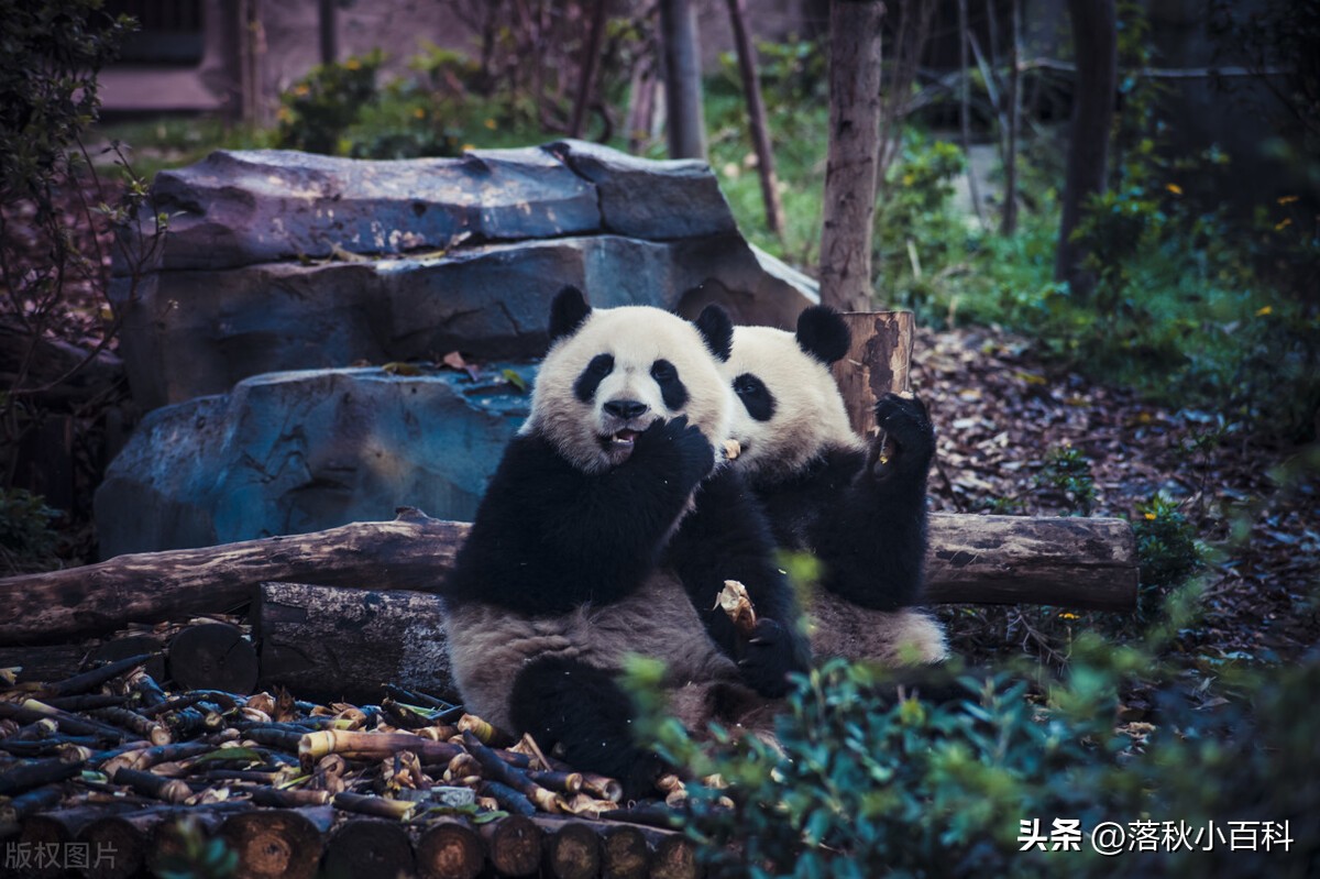 Panda Diplomacy: Why is the world fascinated by this form of diplomacy? - iMedia