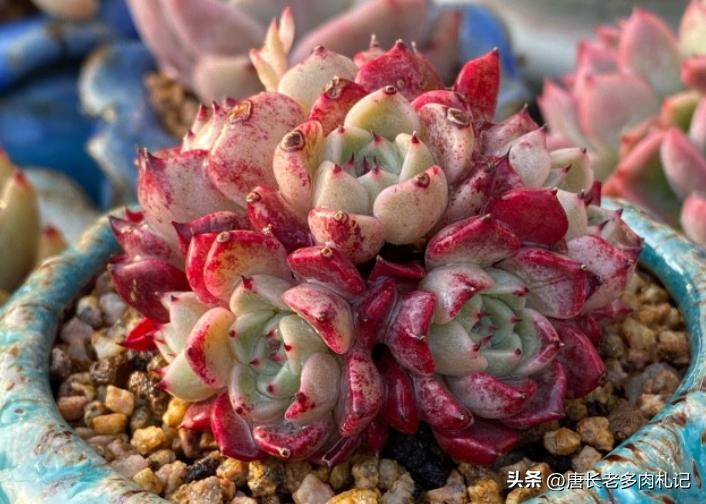 Let the succulent burst into the side buds, which is better?Experienced ...