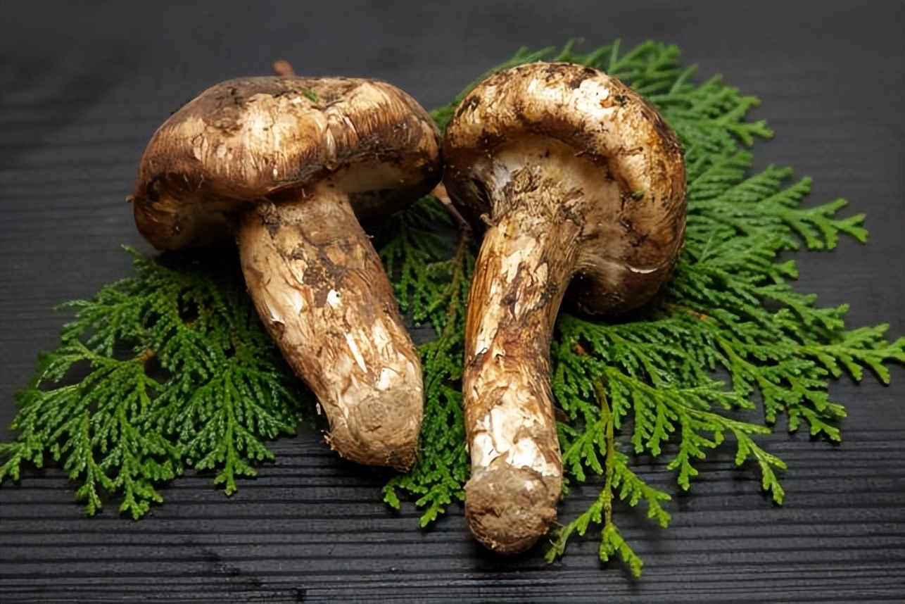 China's 4 top ingredients! Matsutake, even known as a national treasure ...