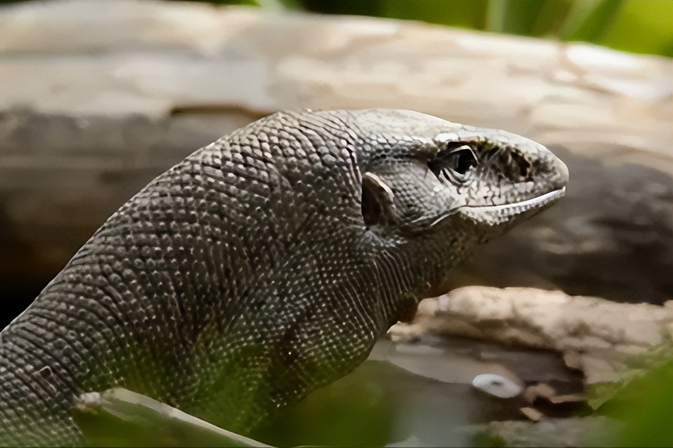 4 men in India collectively sexually assaulted lizards and photographed ...