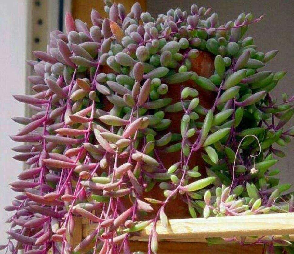 5 kinds of "inverted succulent", like to grow upside down, bursting out ...