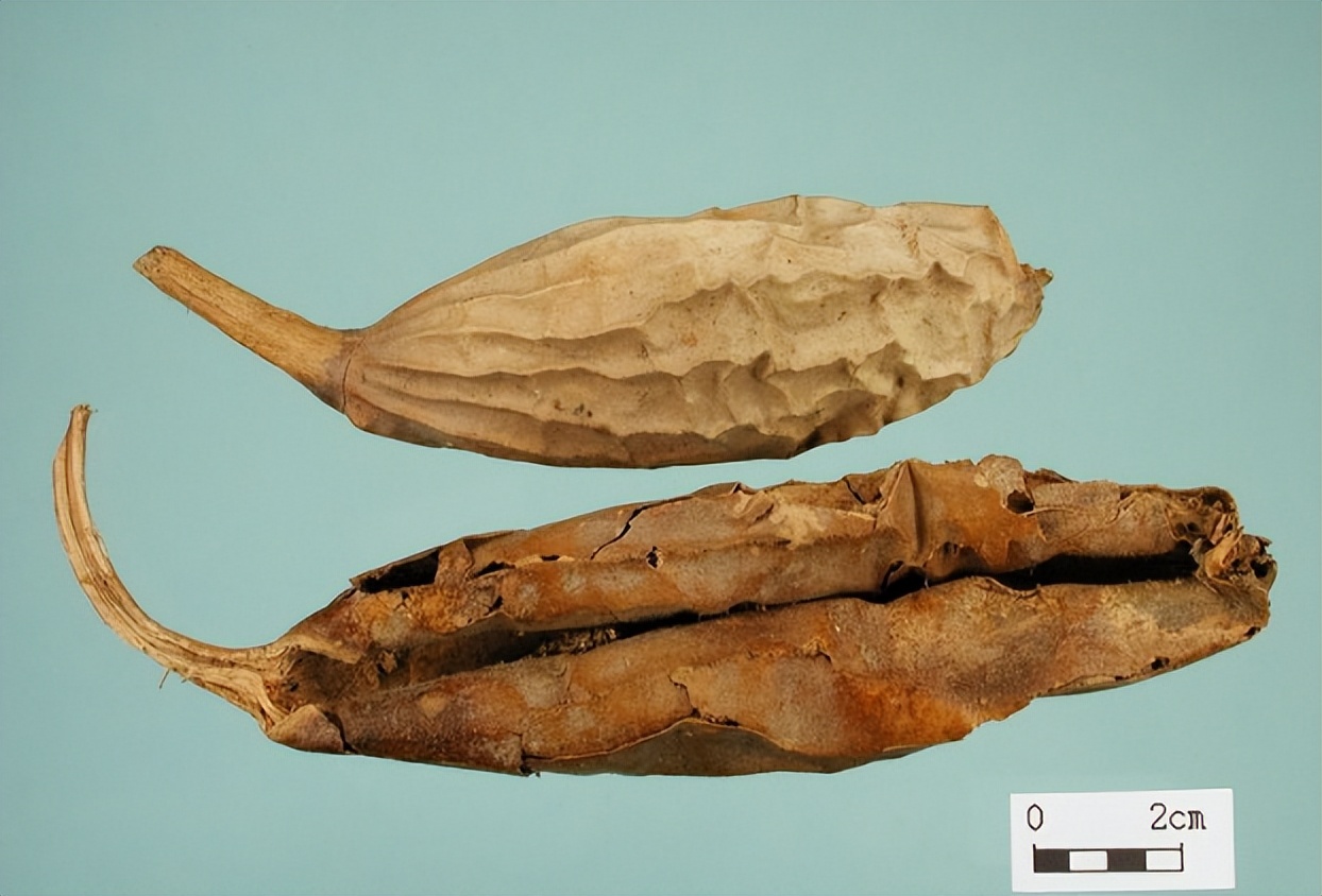 Take you to identify Gualou, Gualou skin, Gualouzi - iNEWS