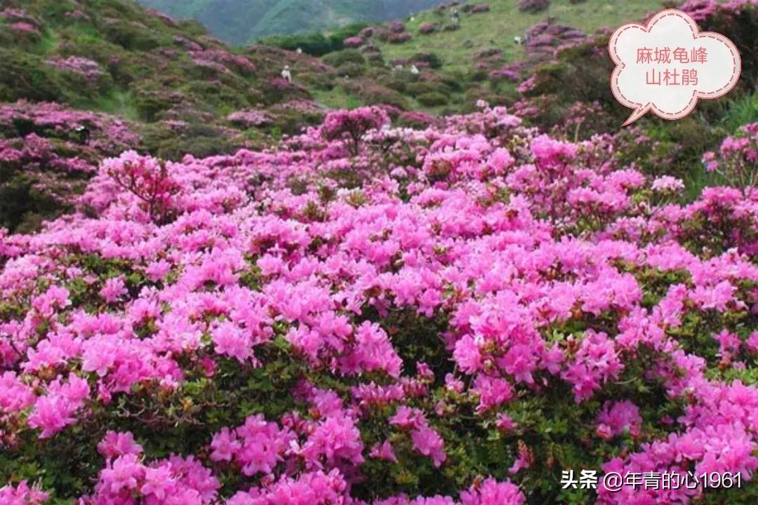 When and where the most beautiful "flower seas" in China bloom their ...
