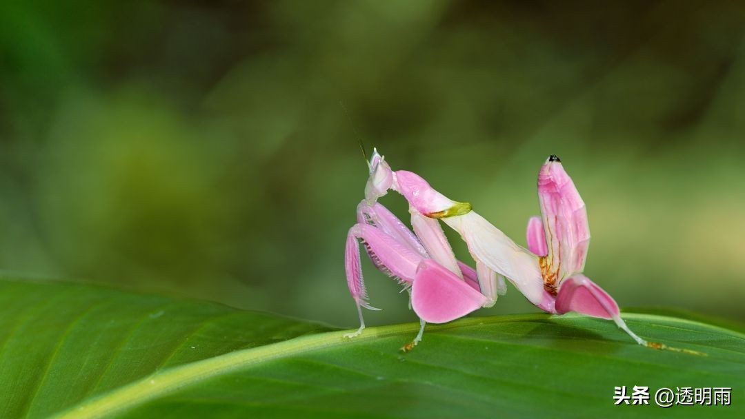 hunter mantis swordsman in nature - iNEWS