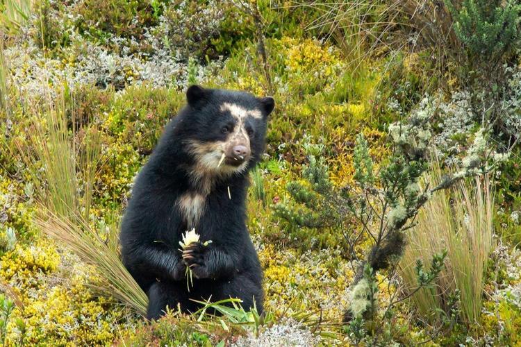 The characteristics of the living environment, climate and appearance of Andean bears - iMedia