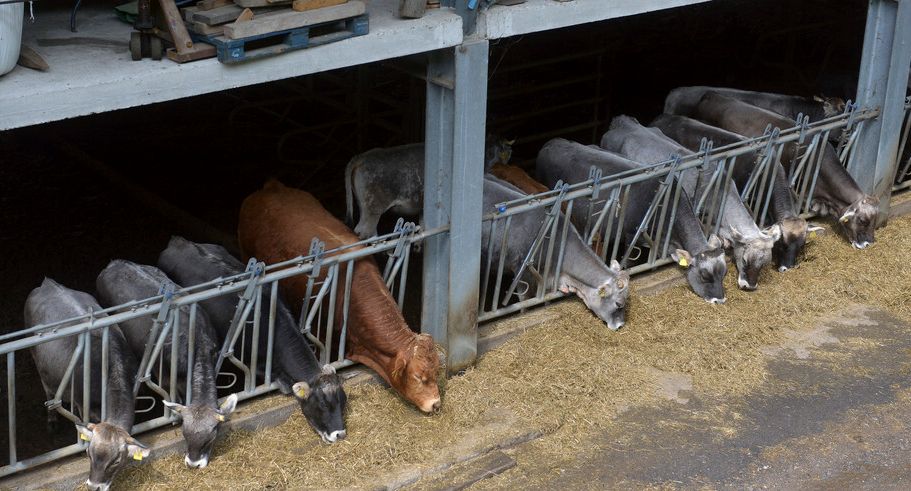 Feed products: Internet + feed, seize industry opportunities and ...