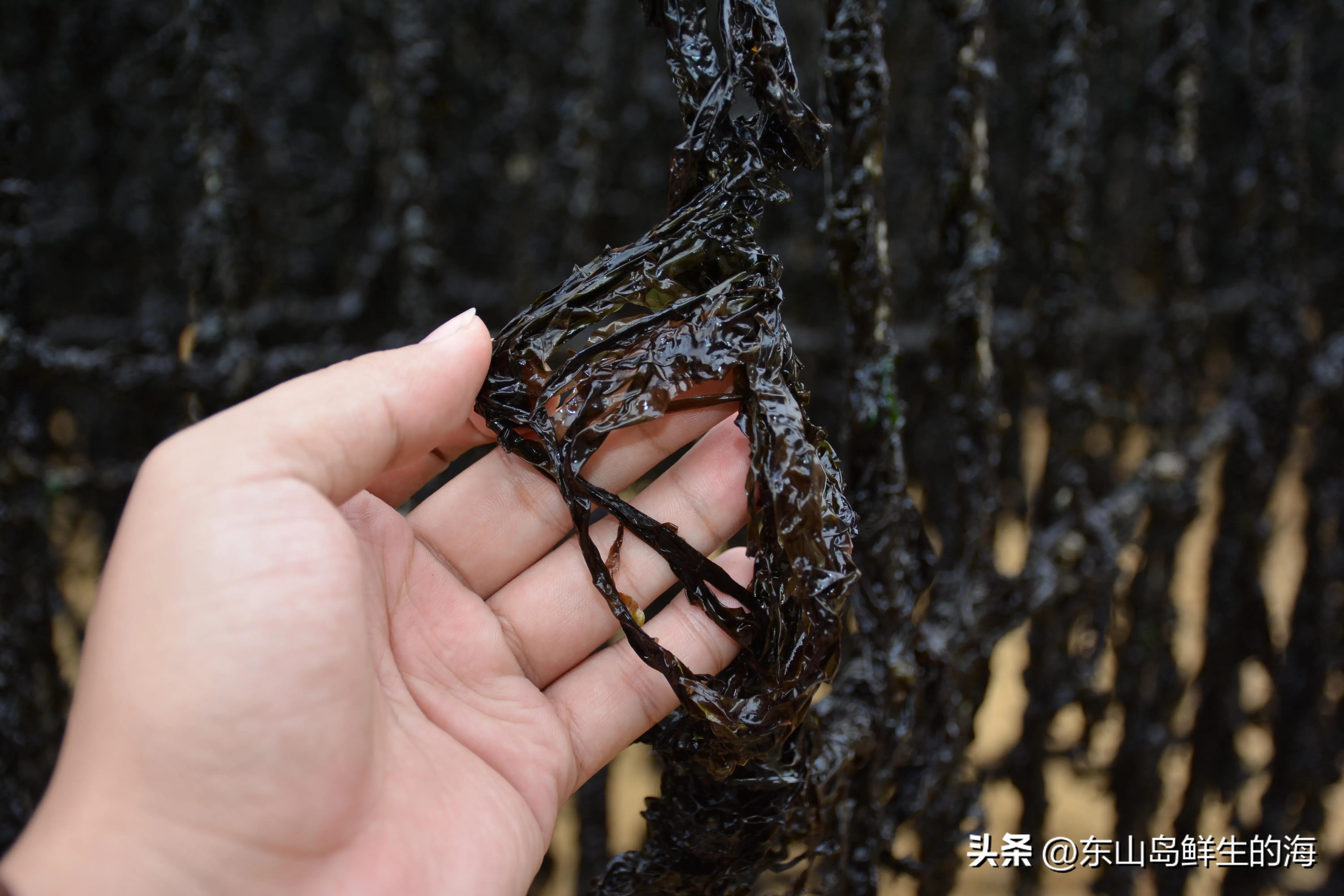 After eating the head water seaweed of Dongshan Island, you will find ...