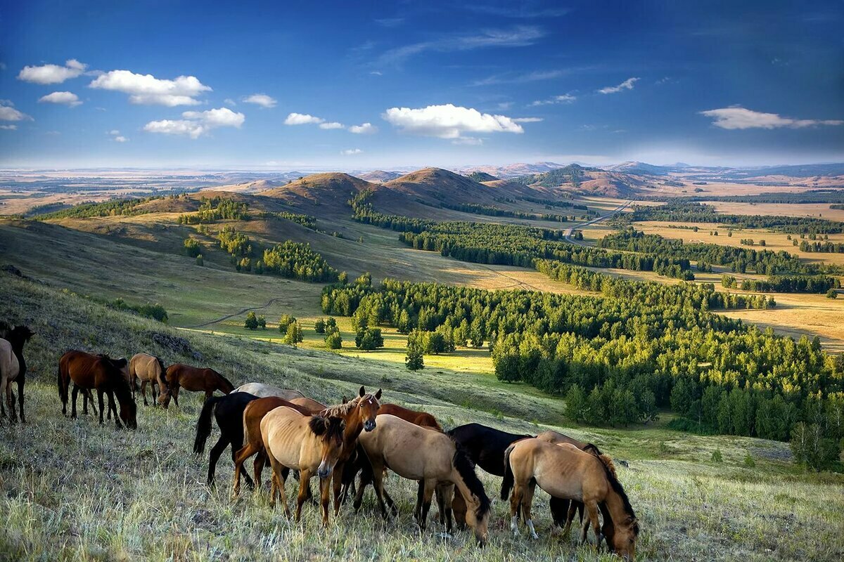 Bashkir - iNEWS