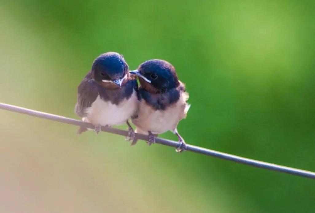 Come home, willow Yiyi - iNEWS