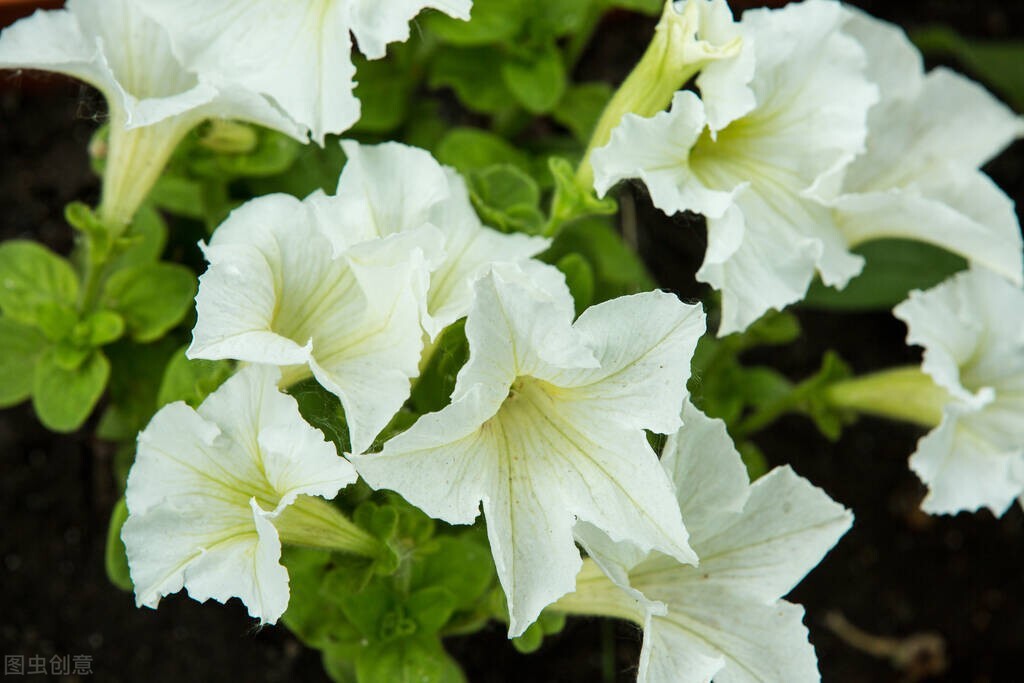 Poem - "Small Trumpet" - iNEWS