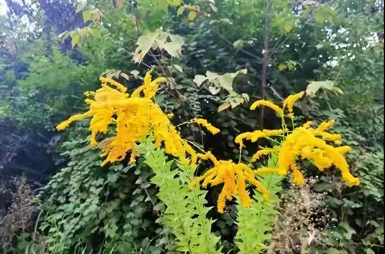 The "Devil's Flower" reappears in Xi'an. One plant can reproduce 20,000 plants. How powerful is ...