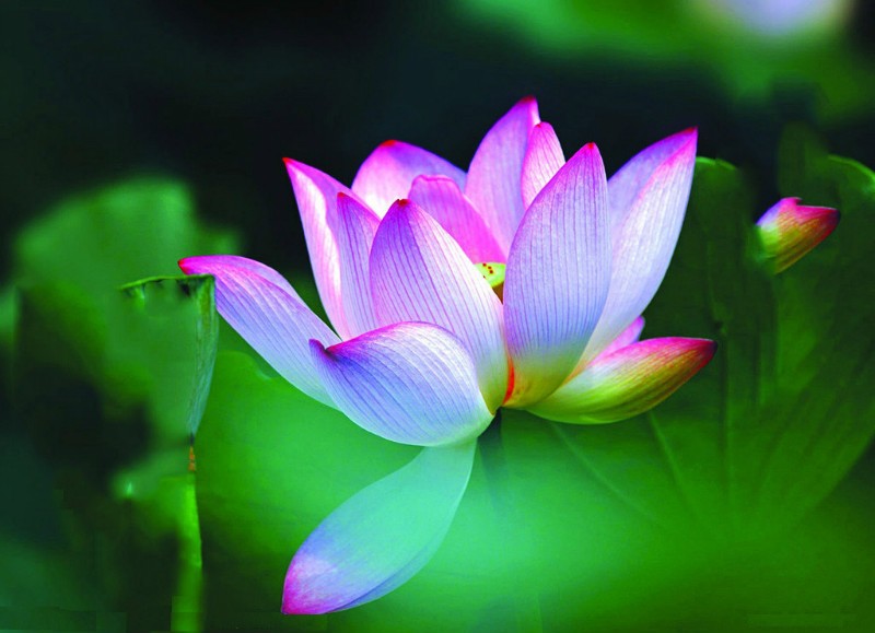 "Gentleman" and "Fairy" - iNEWS