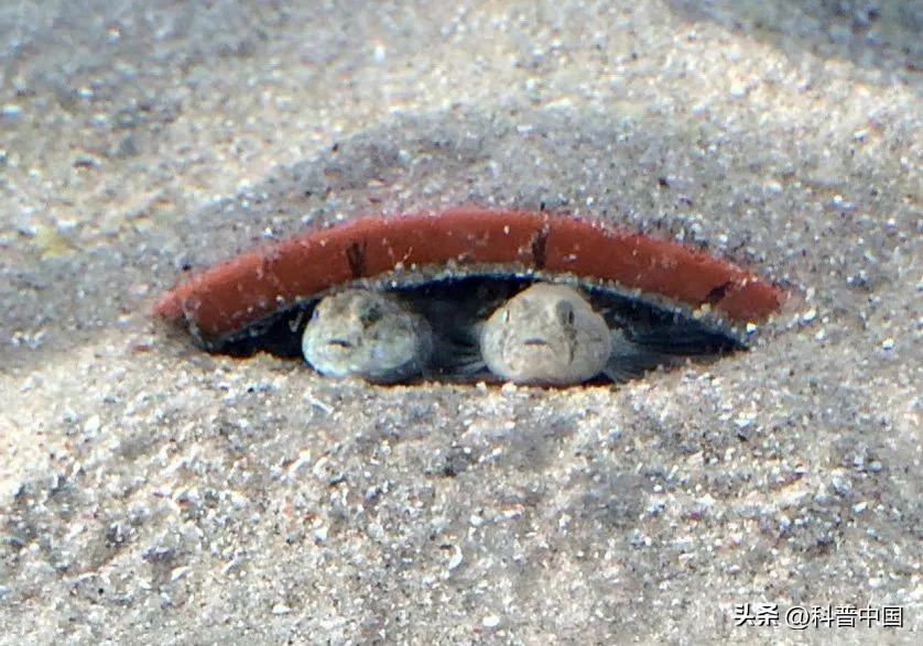 Look what, have you ever seen a fish that can build a nest? - iNEWS