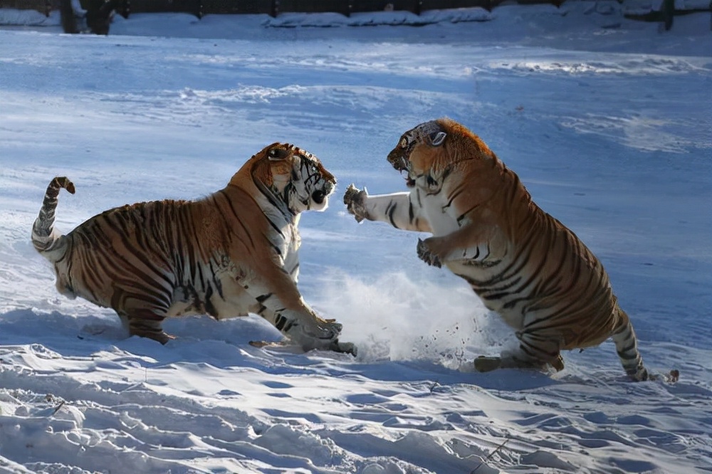 Why do male tigers and female tigers fight briefly after mating?why is ...