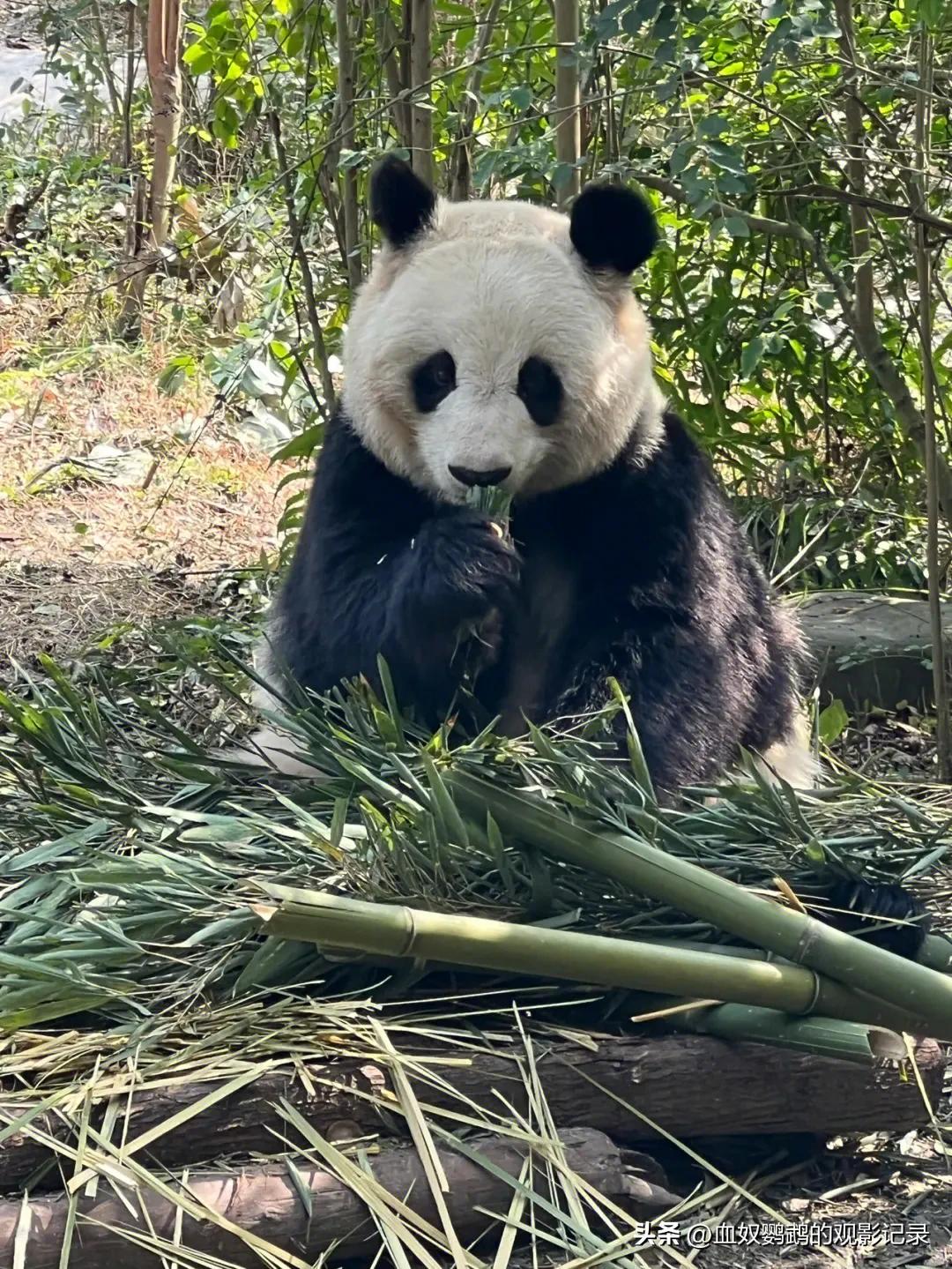 From "Su Lin" to "Little Miracle", some human beings will always be ...