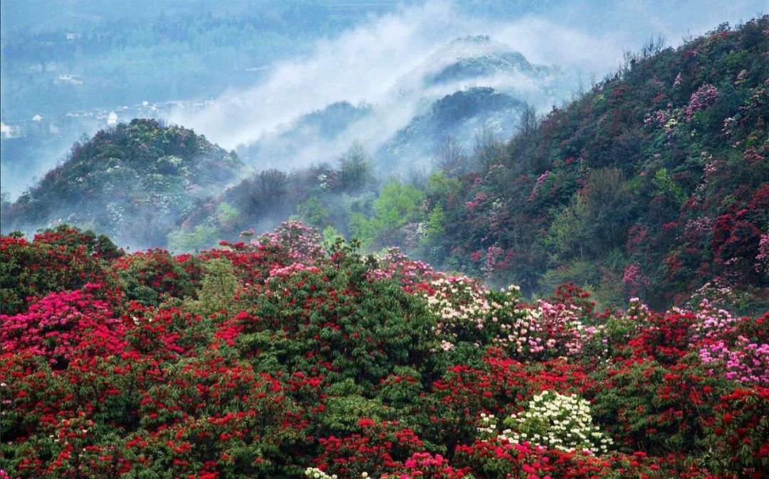 Shocking scenery!"The World's Best" Bijie Baili Rhododendron Sea is ...