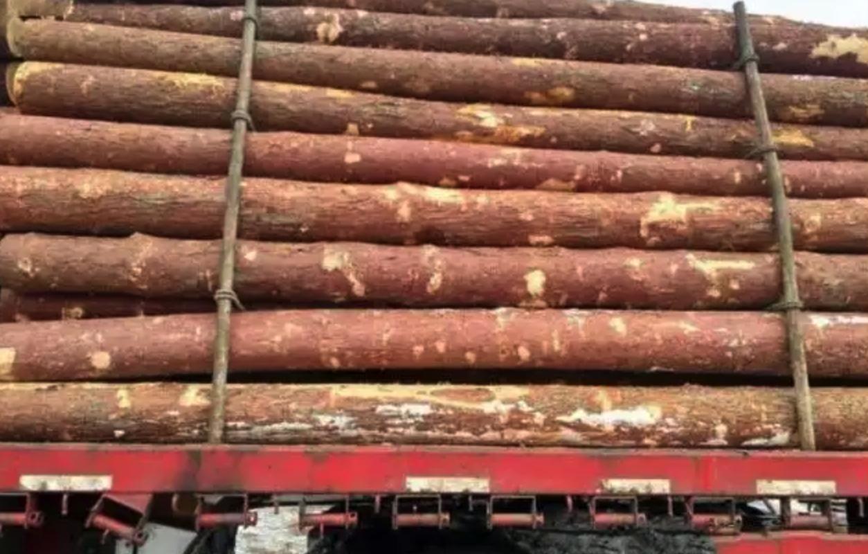 Russian timber is boycotted, China is the biggest winner? - iNEWS