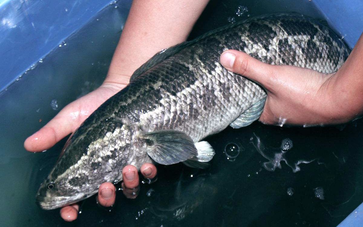 The 6 kinds of river fish recognized by fishermen as "the most ...