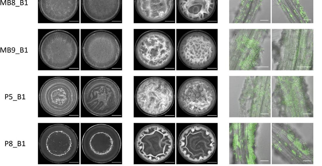 A non-ribosomal surfactin produced by Bacillus subtilis that promotes ...
