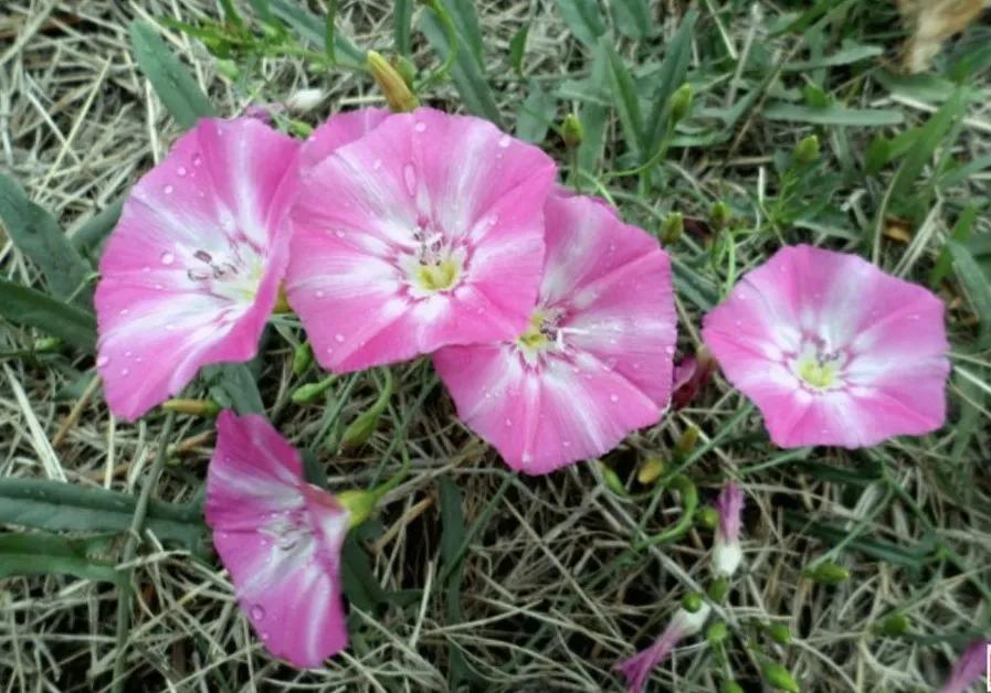 Big weed seedlings - iNEWS