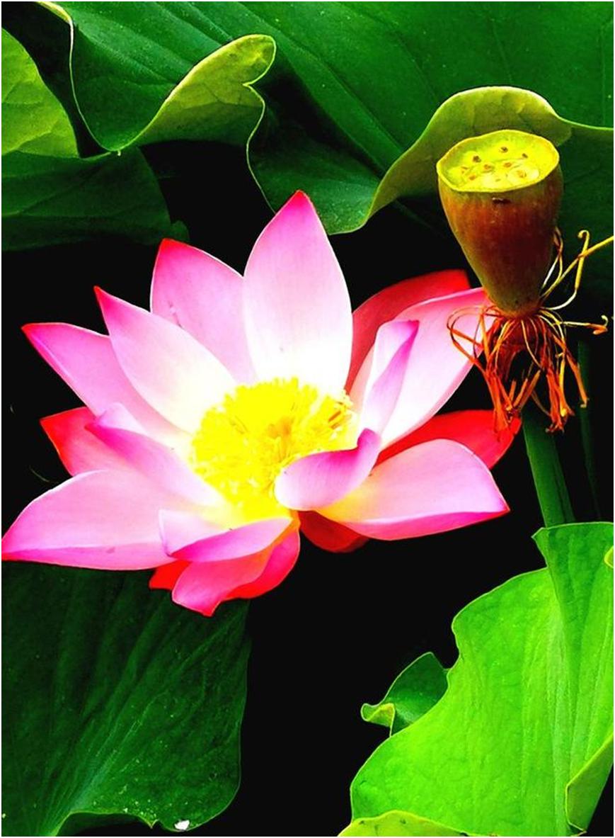 Fragrant Path, Flowers Floating, Poetry, Light Body, Calmness, and Wind - All Poetry Friends and ...