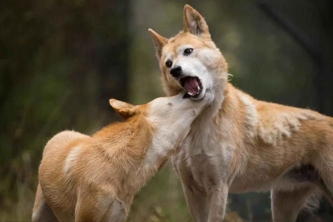 East Asian wild dogs "invade" Australia, the number exceeds 3 million ...