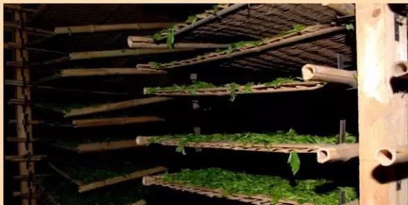 The smell of the sun?Effects of withering process on the taste of white ...