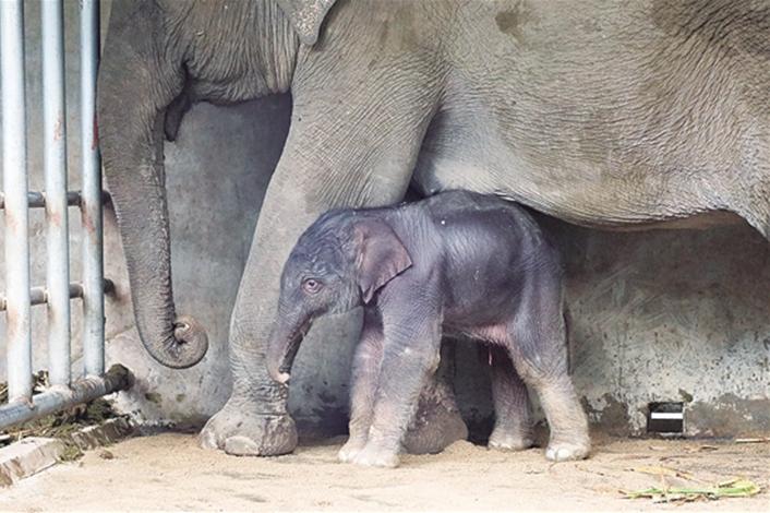 The real "pig elephant" phenomenon - iNEWS