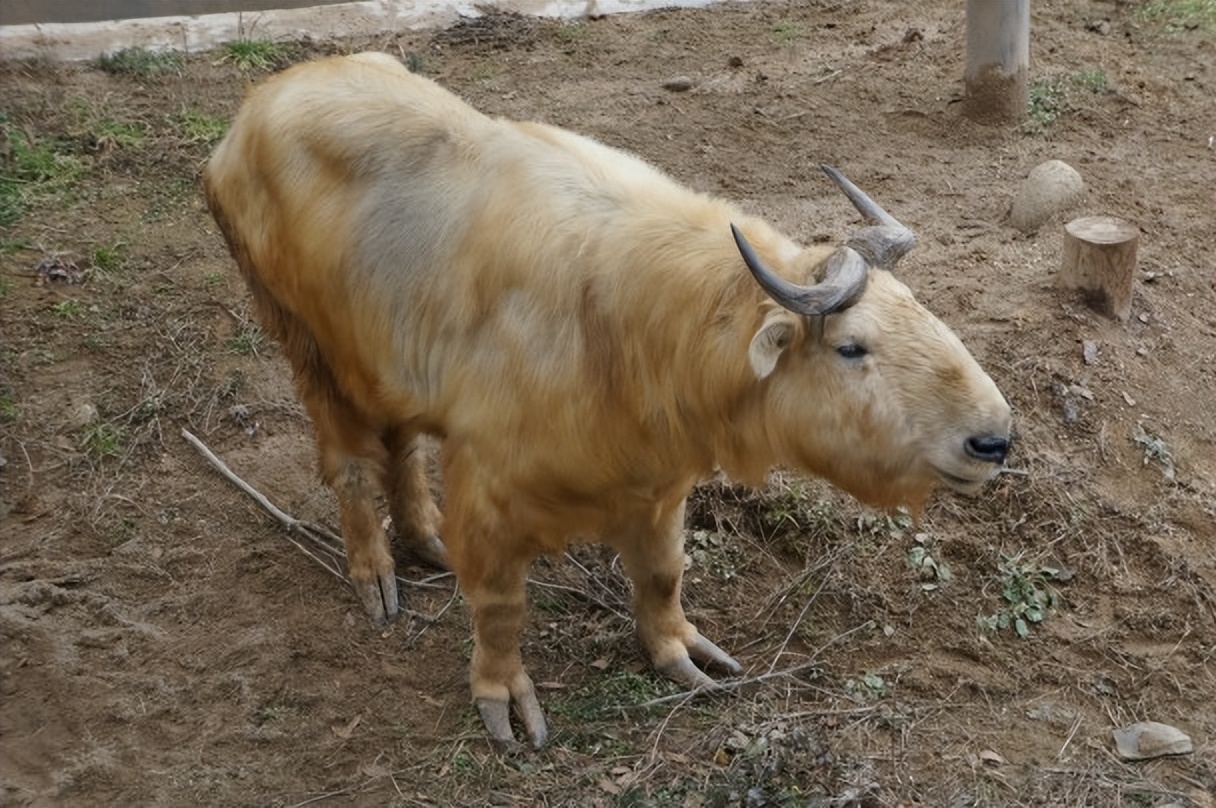 The Qinling takin is partially flooded and even hurts humans, but why ...