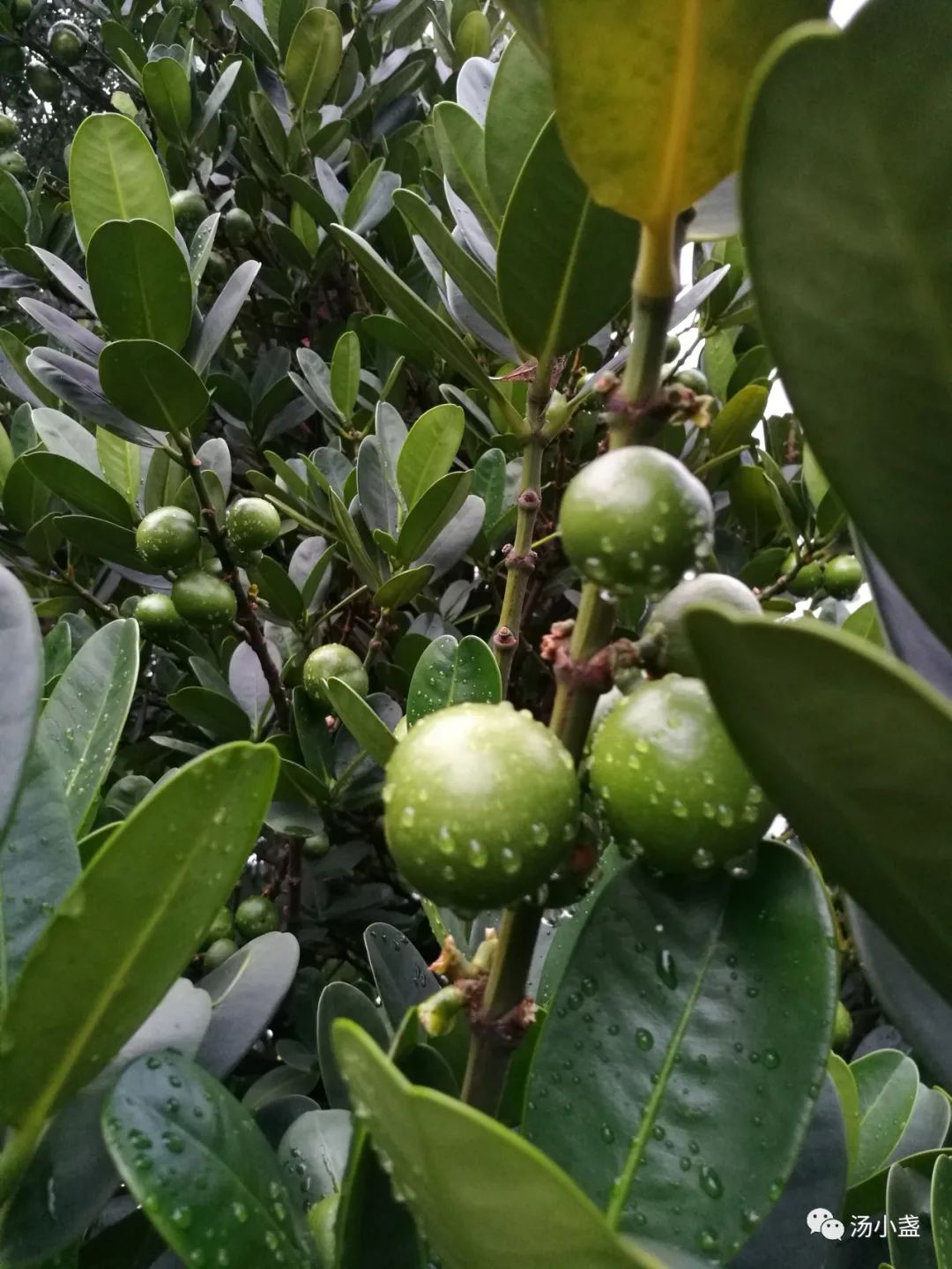 Filipino Fukuki: Fukuki~ - iNEWS