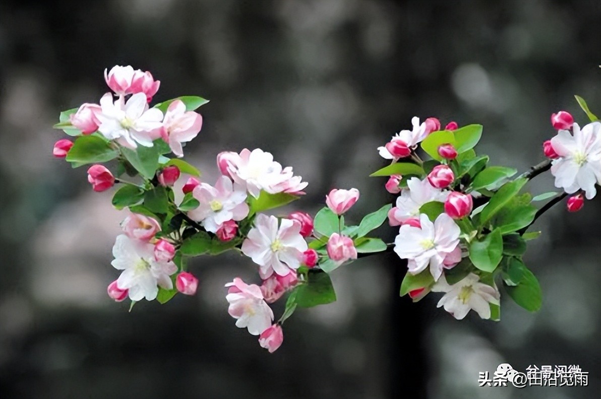 Xifu crabapple comes on in spring, how to judge the cause? Keep these ...