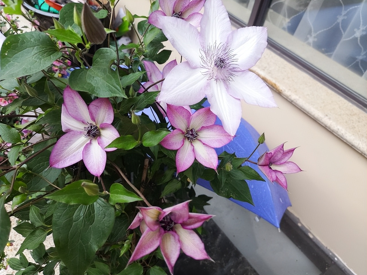 5 kinds of delicate flowers, born with "rich life", small pots ...