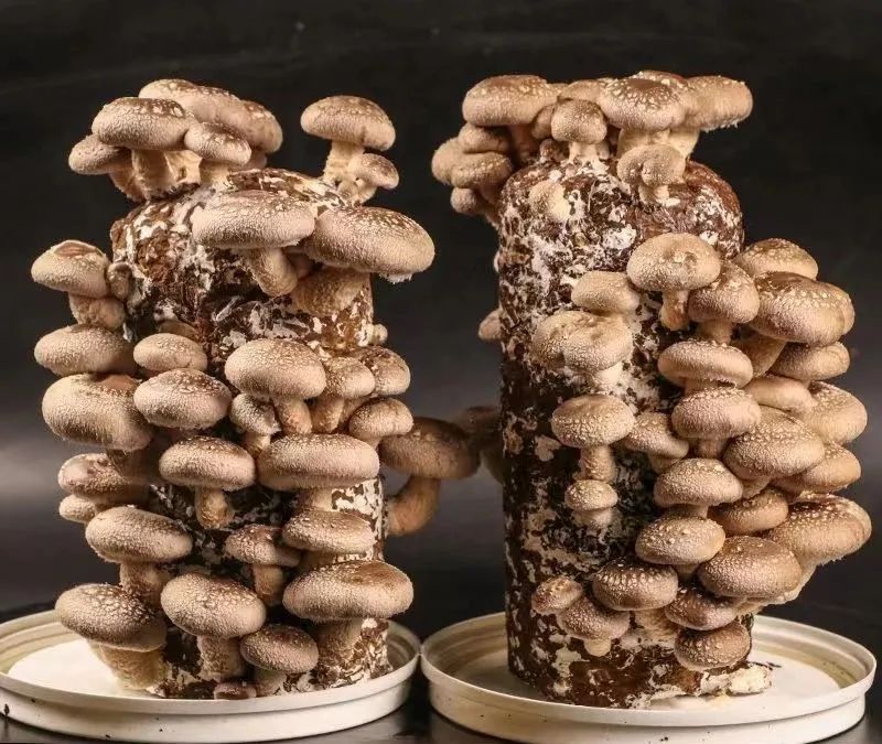 Potted edible fungi can easily cause "mushroom lung". Is it a rumor or ...