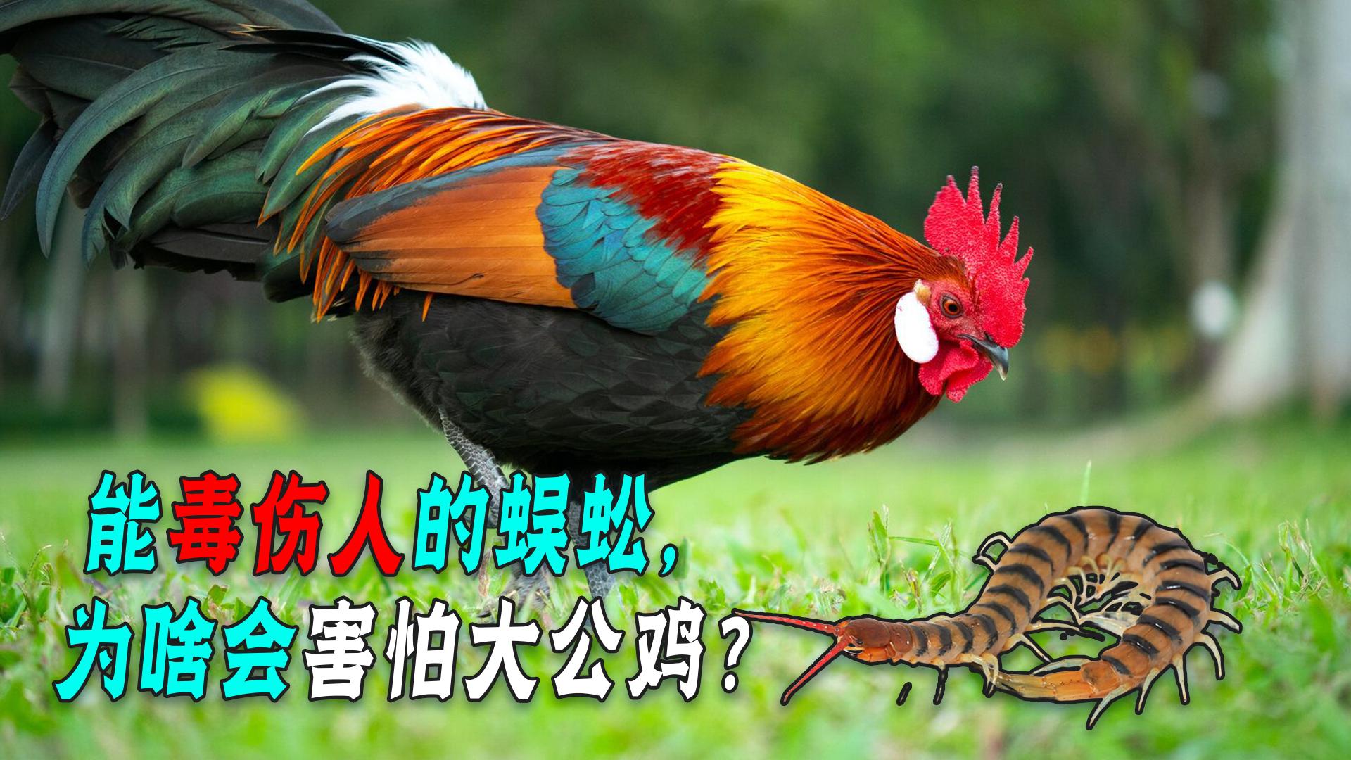 Centipede, one of the five poisons, why is its nemesis a big rooster ...