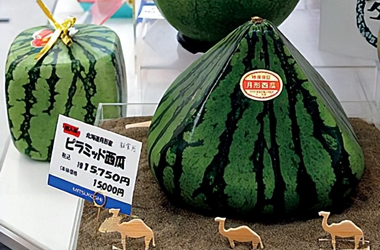 Watermelon has become a luxury in Japan and South Korea, but it is the ...