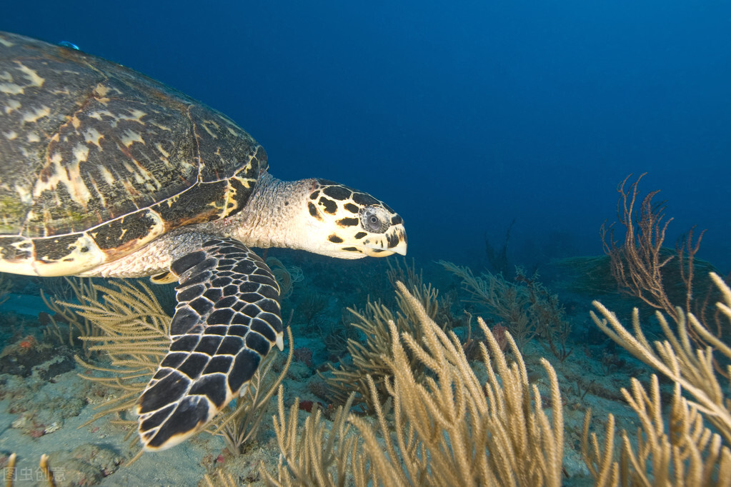 What is the oldest sea turtle in the world? - iNEWS