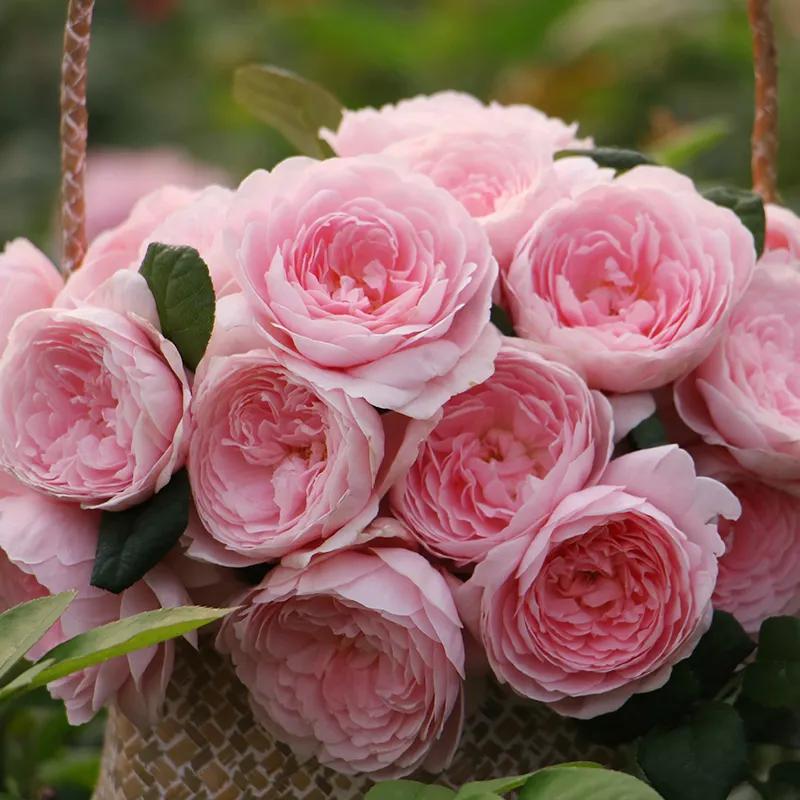 retreat!retreat!retreat!It is difficult for roses to bloom in Guangdong ...