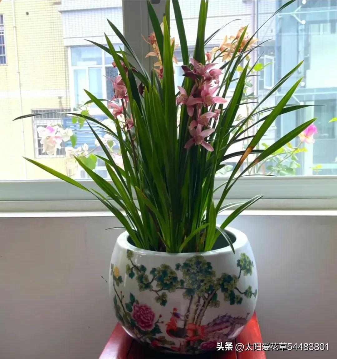 To grow orchids in summer, master the "2 joys and 2 fears", the leaves ...