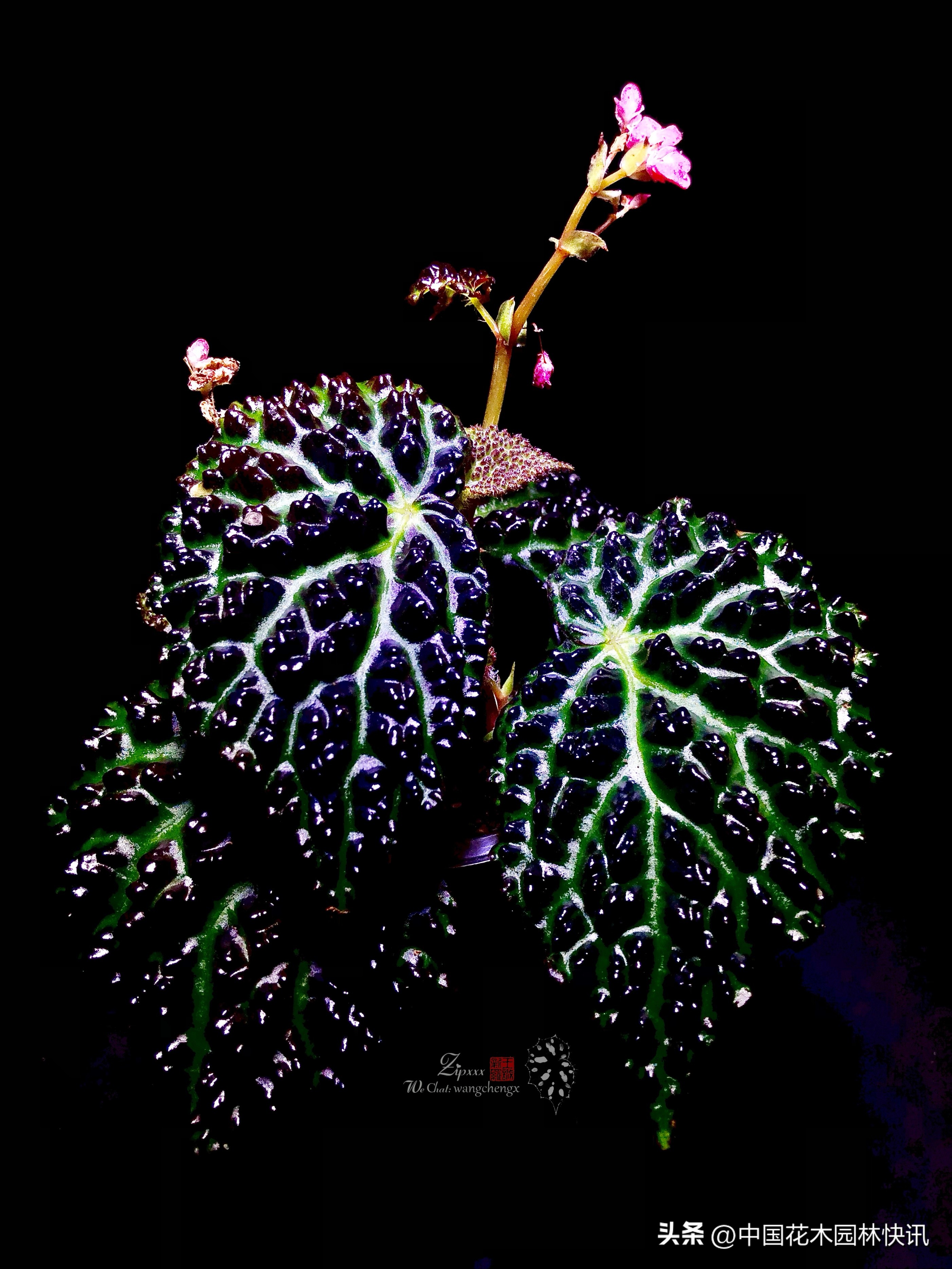 Eye-opening, why are these begonias winning gold medals - iNEWS