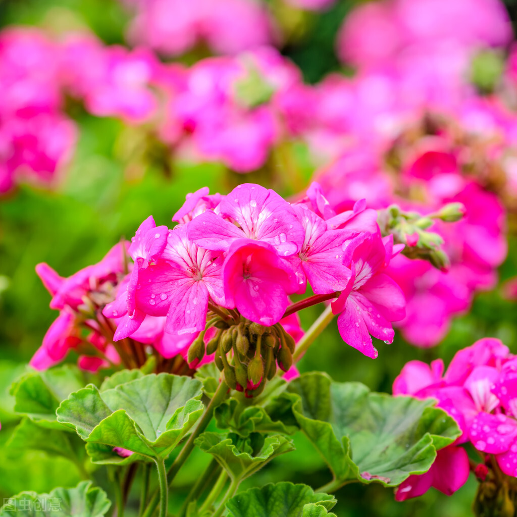 If you want geraniums to bloom, do 4 things after the frost, and they ...