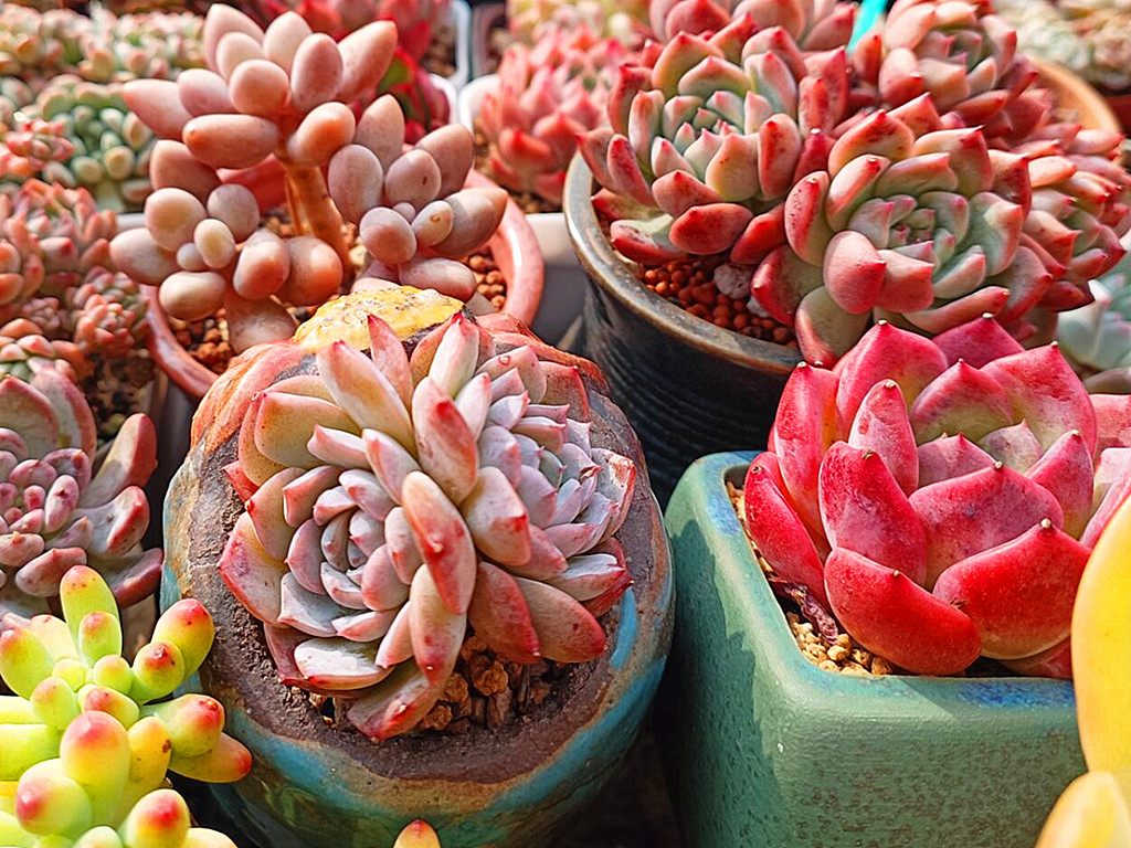 How can I make succulent fat and fat?The method is very simple, but ...