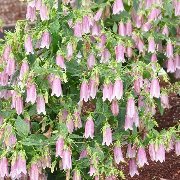 Amway is cold-resistant and heat-resistant, a perfect internet ...