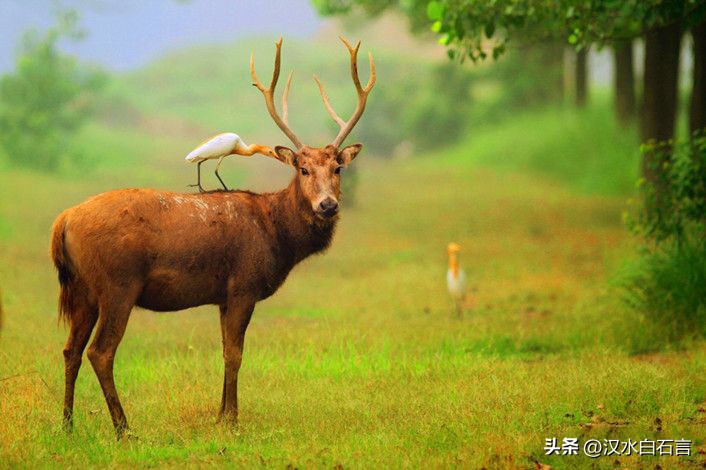 A Brief Introduction to Baihe Local Culture - iNEWS