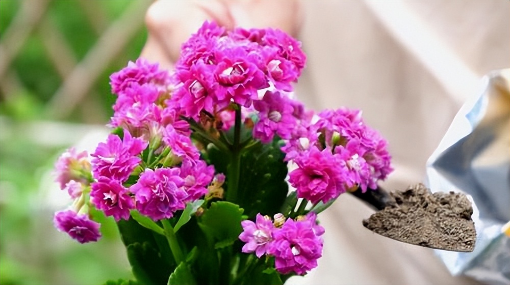 How to grow longevity flowers in autumn - iNEWS