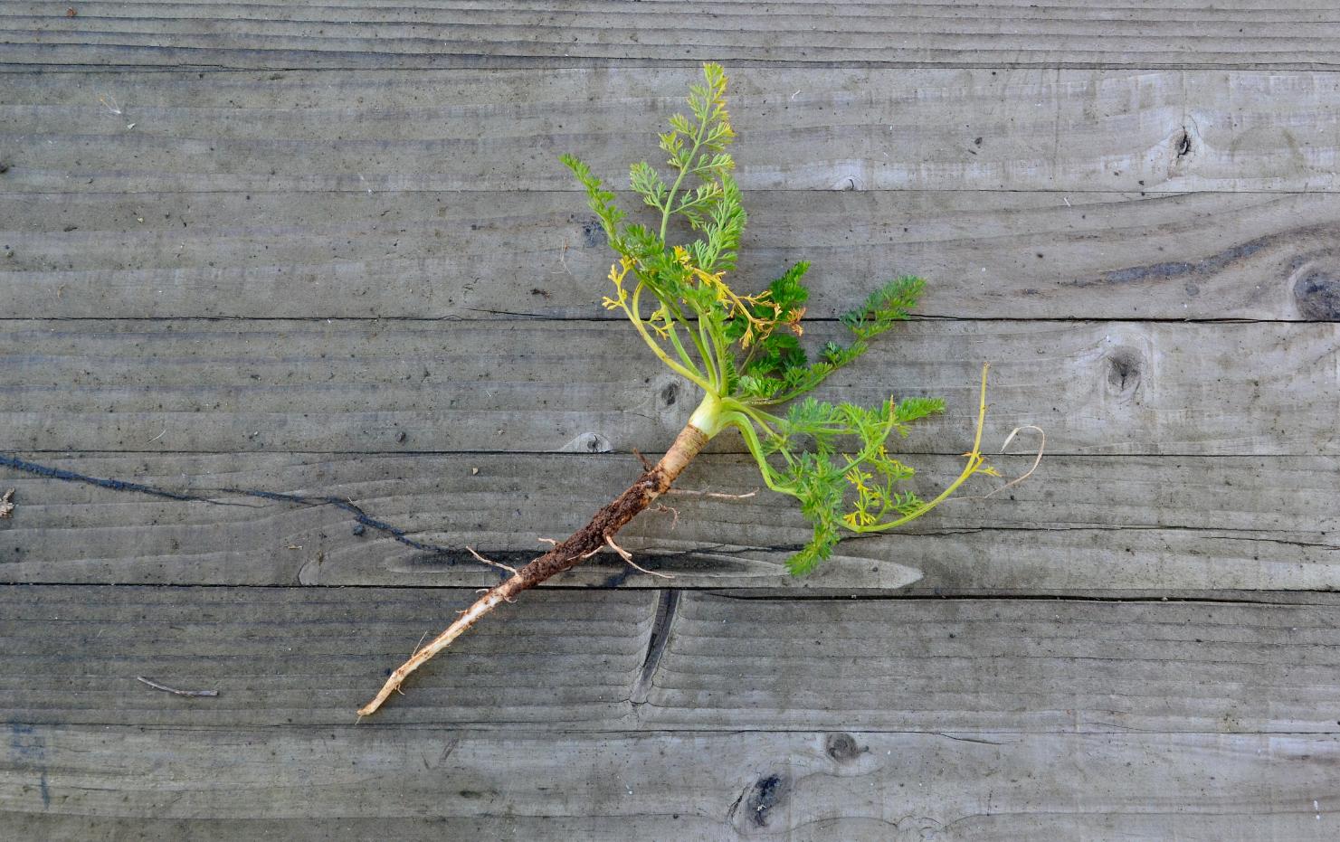 What did crops look like before they were domesticated by humans? - iNEWS