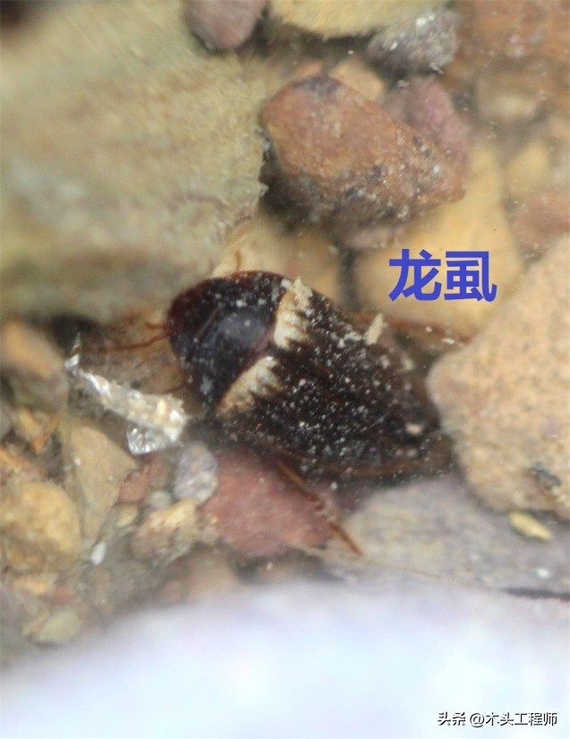 Ornamental insect identification map tips in the field: how to ...