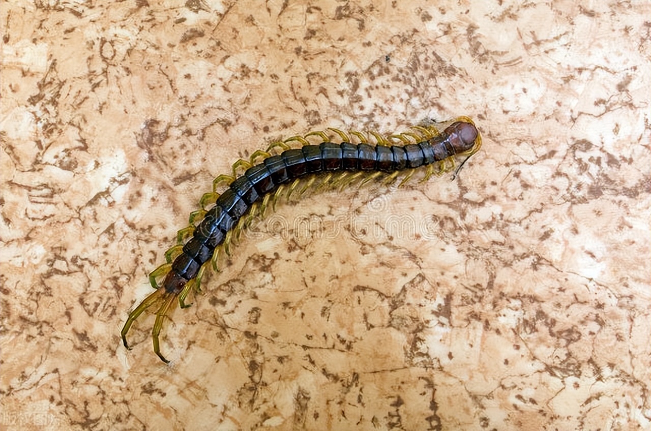 Why can't centipedes step on them? Is it because centipedes can't be ...