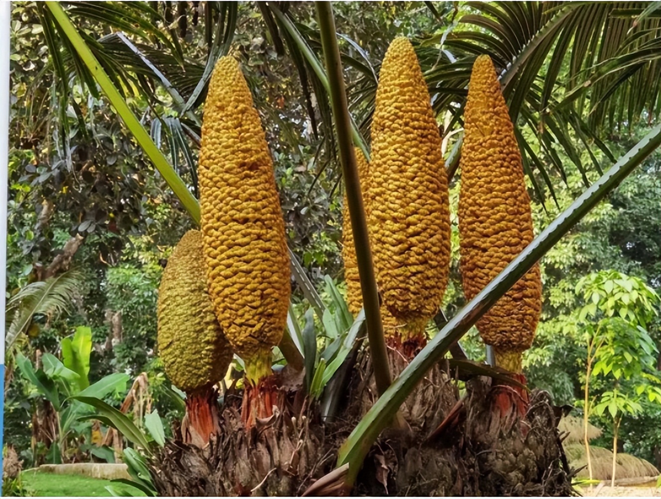 Rare and endangered wild plants in China (6) - iNEWS